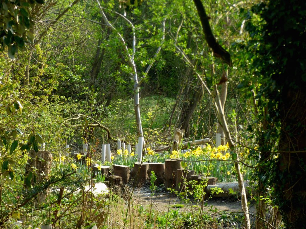 How to create a nature-rich hedge at home