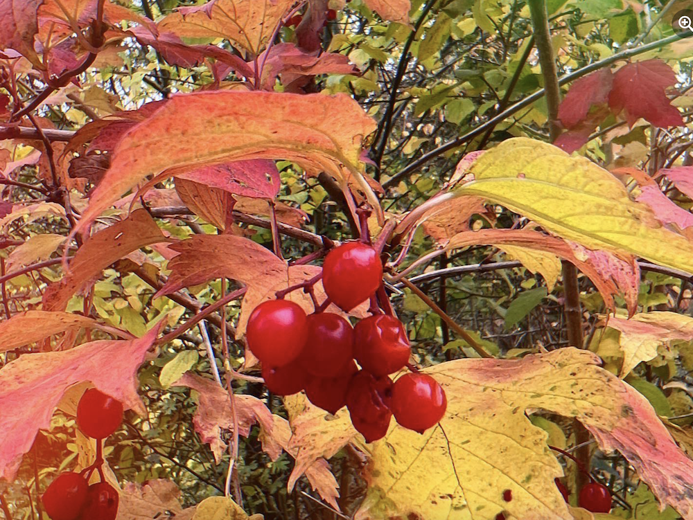 Nature Bathing at Boundary Brook
