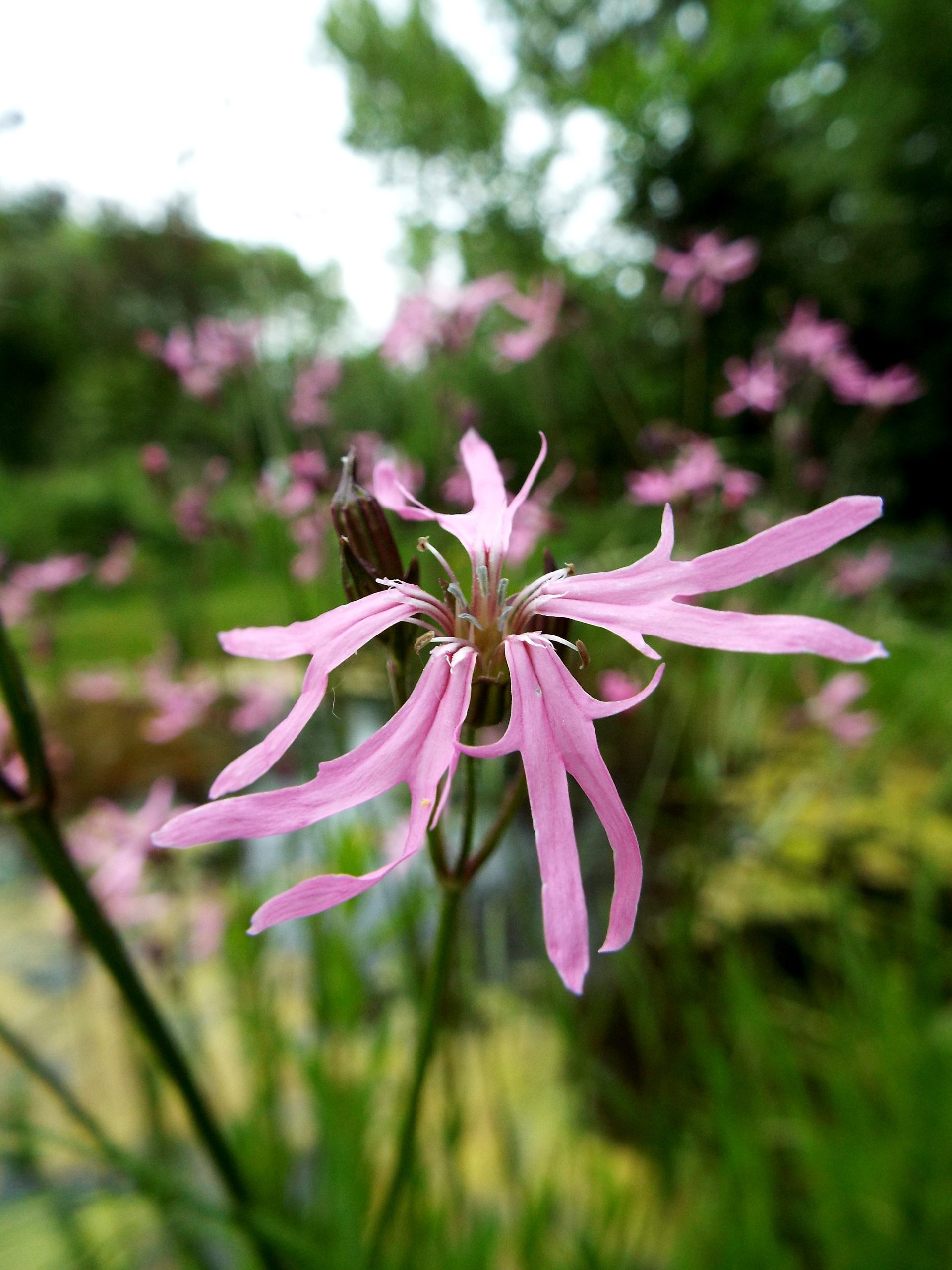 Restorative Practice in Nature at Boundary Brook