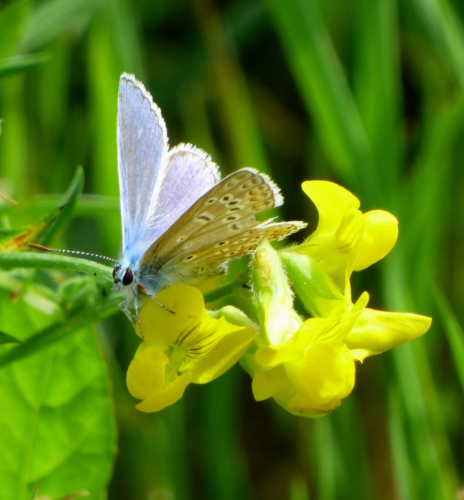 Nature Bathing at Boundary Brook