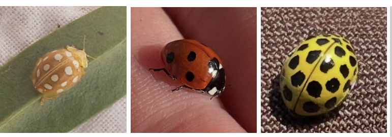 Ladybird ID walk and Art Session