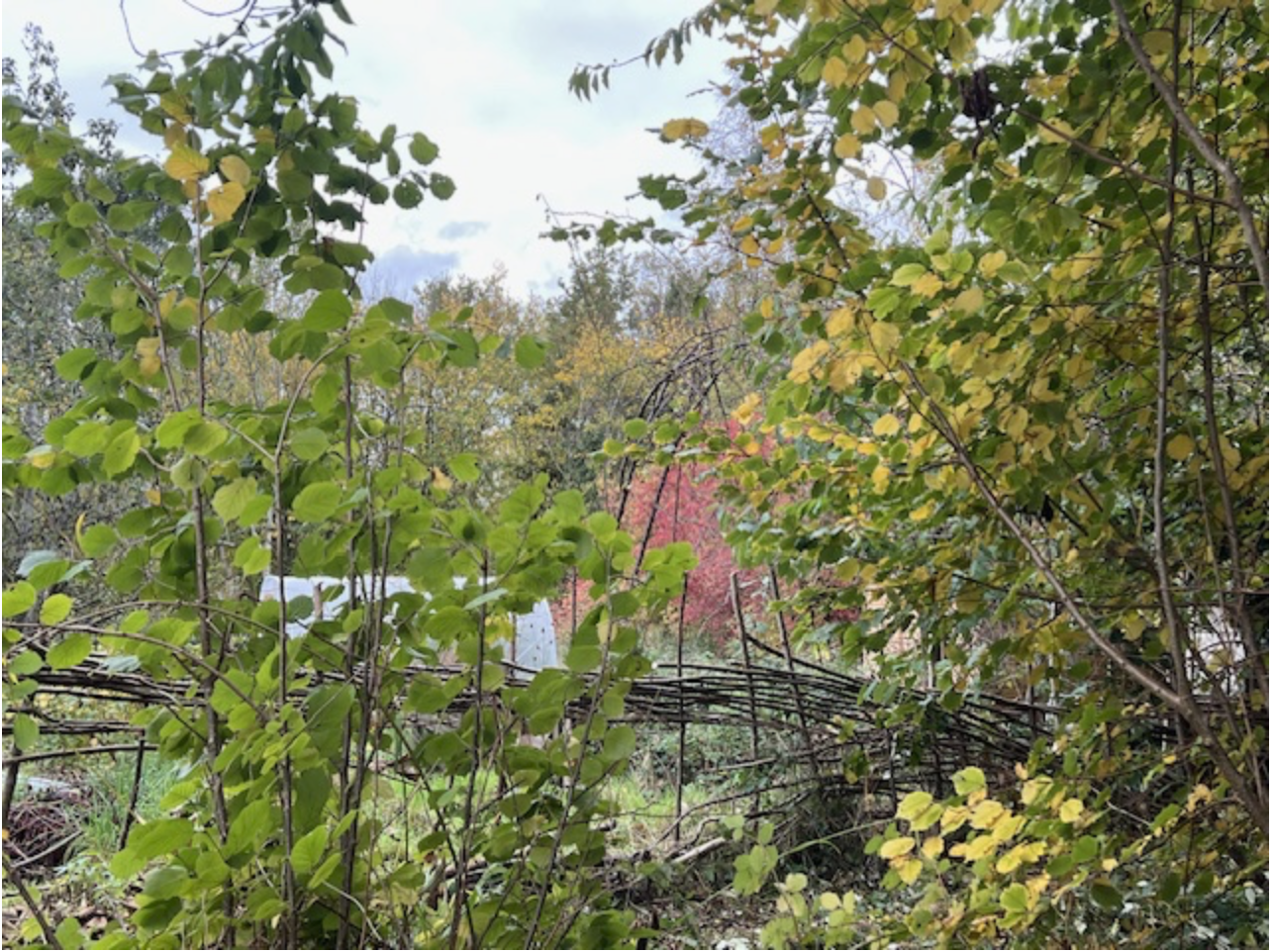 Coppicing/ Hazel Fence Building and Grassland Work