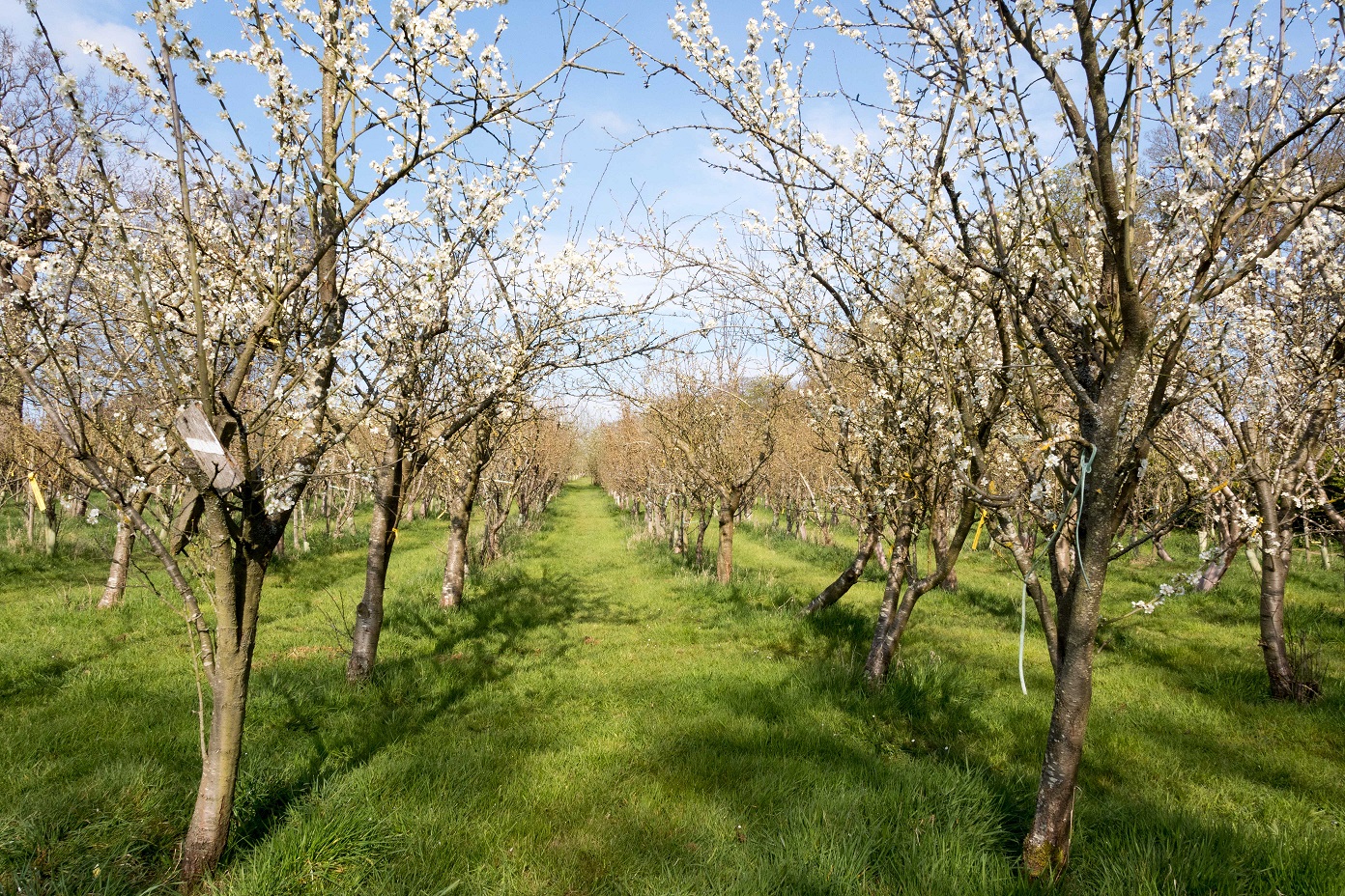 Site: 3 Oaks Orchard
